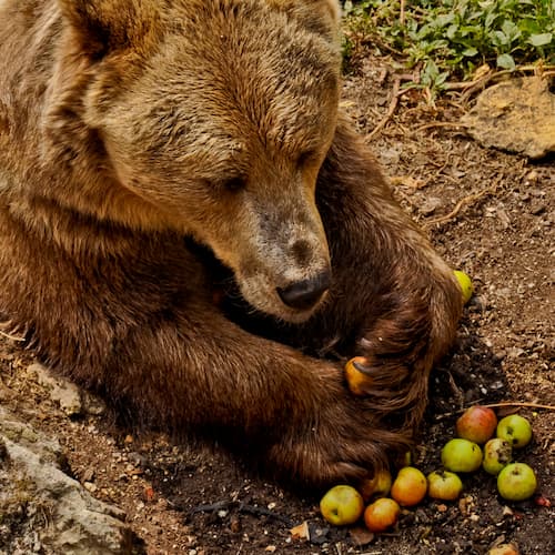 Compose with Quarter and Eighth Notes Orange, Pear, Apple, Bear - Music ...